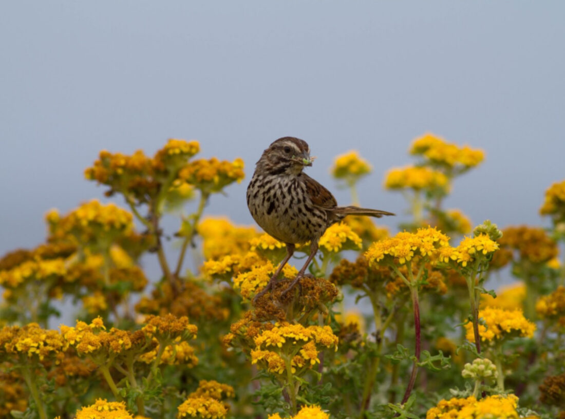 Plenty of colorful, loud birds inhabit your backyard to watch | News ...